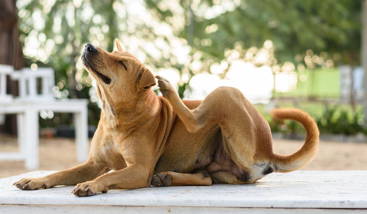 Common Cat And Dog Skin Conditions And Their Treatment Blog Common Cat And Dog Skin Conditions And Their Treatment Blog